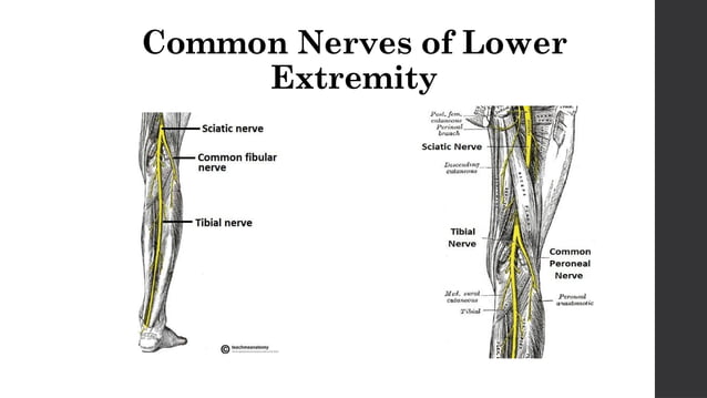 Common Nerves of Lower Extremity--- Empowering the Physios.pptx