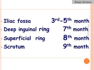 Empty scrotum tutorial | PPT