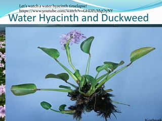 U4 l6 annual perennial-riverside plants | PPTX