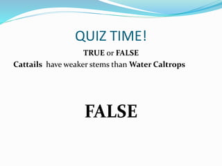 U4 l6 annual perennial-riverside plants | PPTX