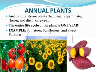 U4 l6 annual perennial-riverside plants | PPTX