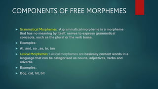 Emre Can Pamuk_MORPHOLOGY.pptx