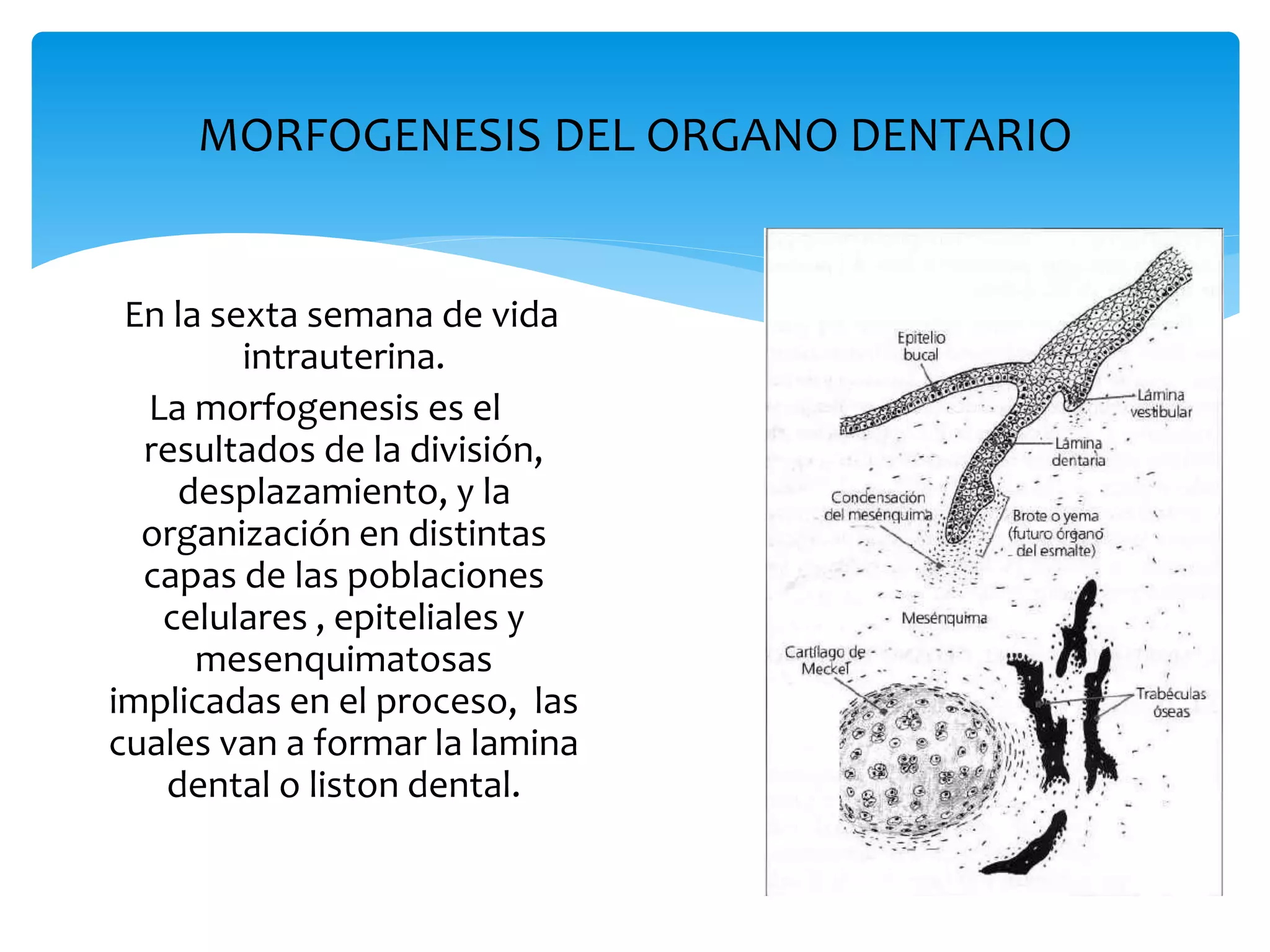 Odontogenesis | PPTX