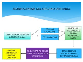 Odontogenesis | PPTX