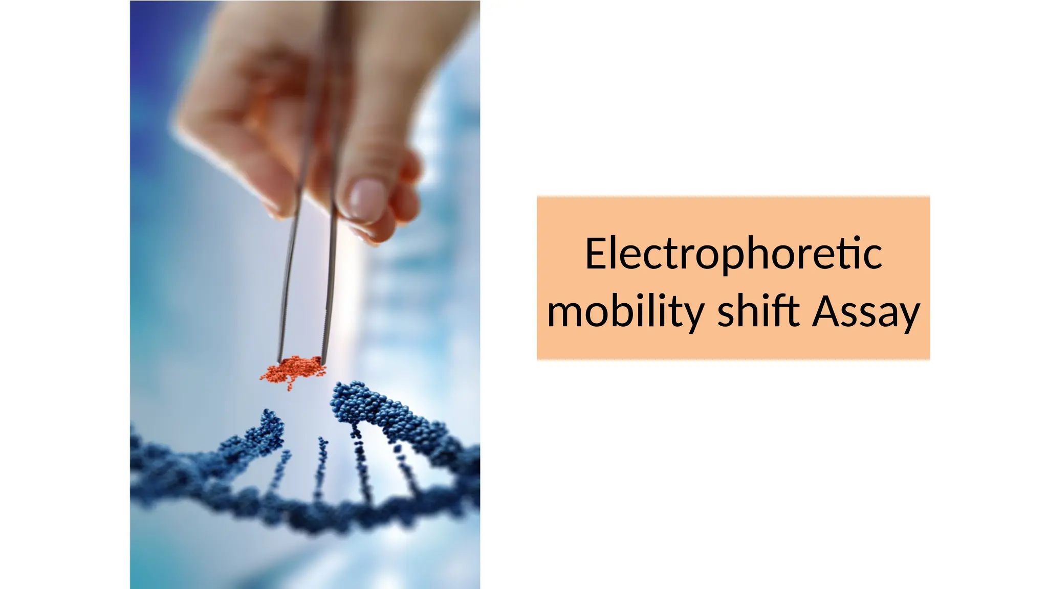 EMSA(Electrophoretic mobility shift assay.ppt