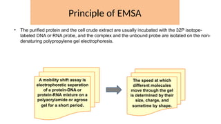 EMSA(Electrophoretic mobility shift assay.ppt