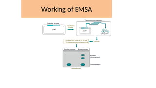 EMSA(Electrophoretic mobility shift assay.ppt