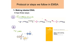 EMSA(Electrophoretic mobility shift assay.ppt