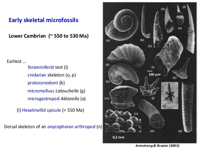 The importance of electron microscopy in Micropaleontology