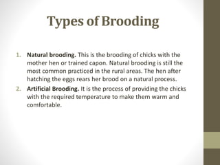 poultry raising, chicks and chickens | PPTX | Infectious Diseases ...