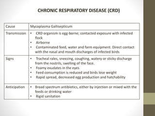 poultry raising, chicks and chickens | PPTX