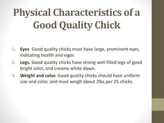 poultry raising, chicks and chickens | PPTX