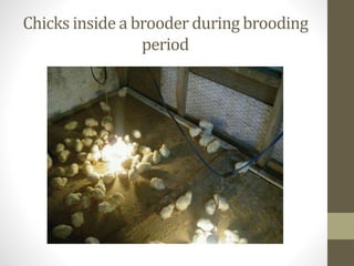 poultry raising, chicks and chickens | PPTX | Infectious Diseases ...