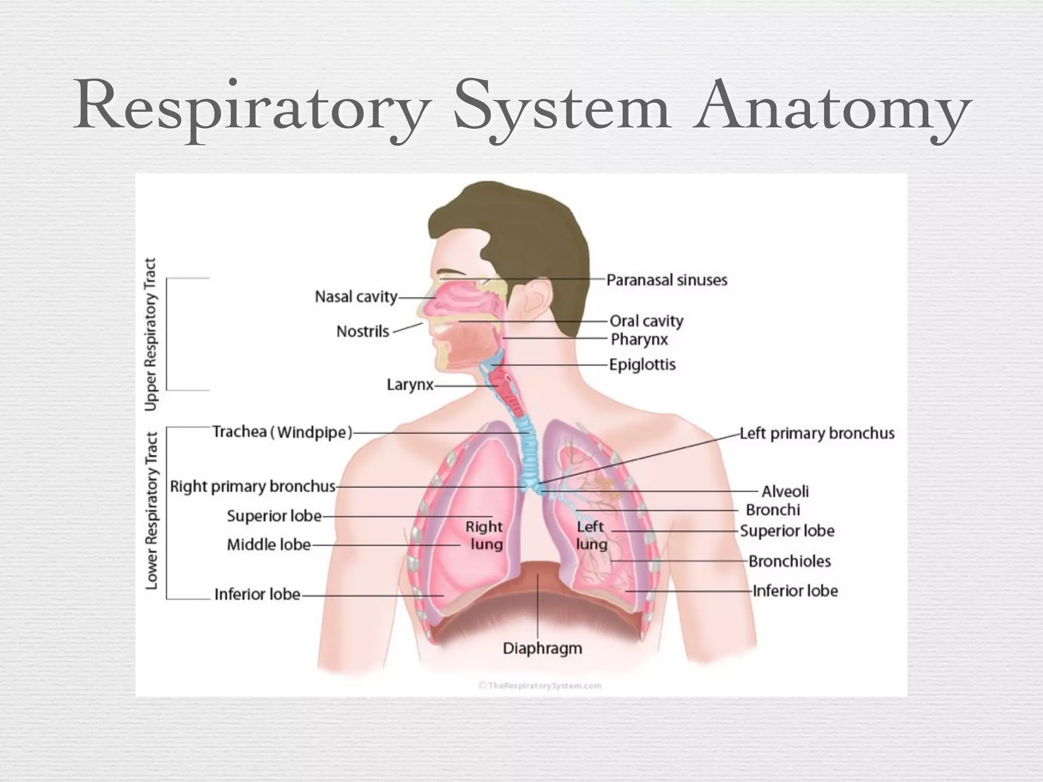 EMS Respiratory Emergencies.pdf