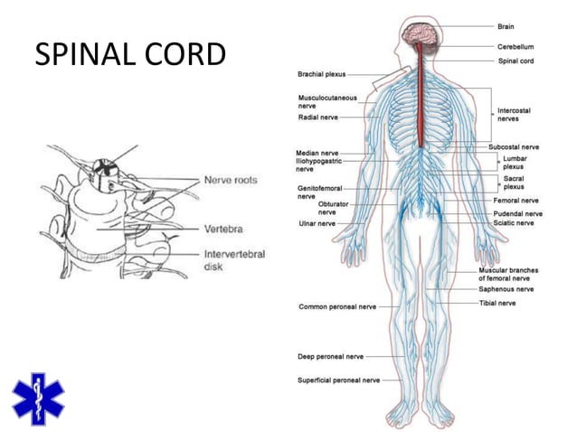 PREVIEW OF EMT/EMR NEUROLOGY TRAINING PRESENTATION | PPTX | Brain and ...