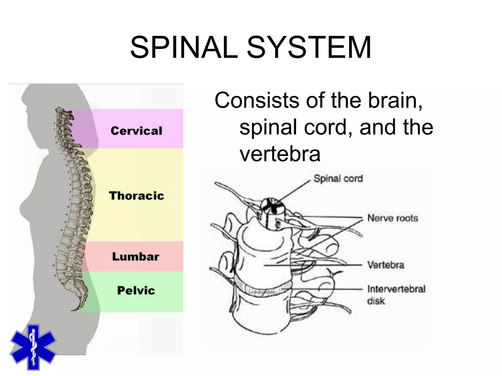 PREVIEW OF EMT/EMT NERVOUS SYSTEM TRAUMA POWERPOINT TRAINING ...