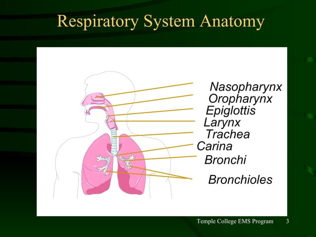 Emt Respiratory System | PPT