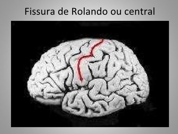 Introdução a Estimulação Magnética Transcraniana Repetitiva (EMT)