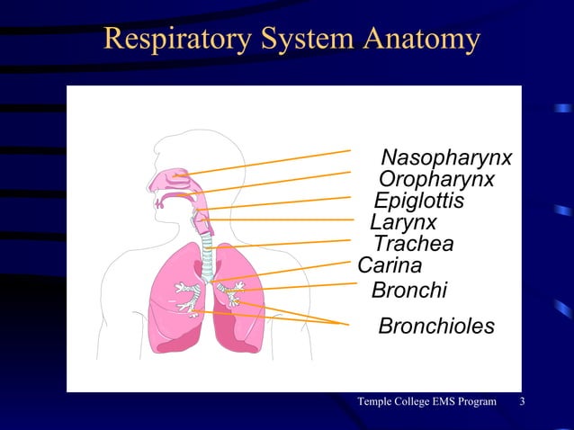 Emt the respiratory system | PPT | Lung and Respiratory Health ...