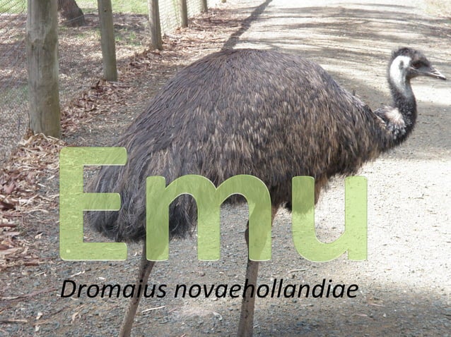 Emu | PPT
