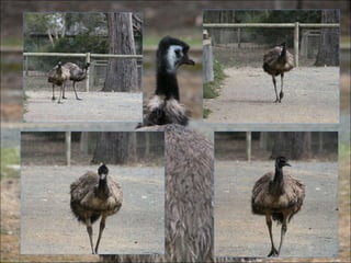 Emu | PPT