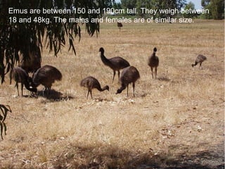 Emu | PPT