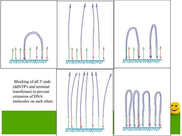 EMULSION PCR,VARIOLA PCR,BRIDGE PCR | PPTX | Biological Sciences | Science