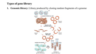 gene library | PPT