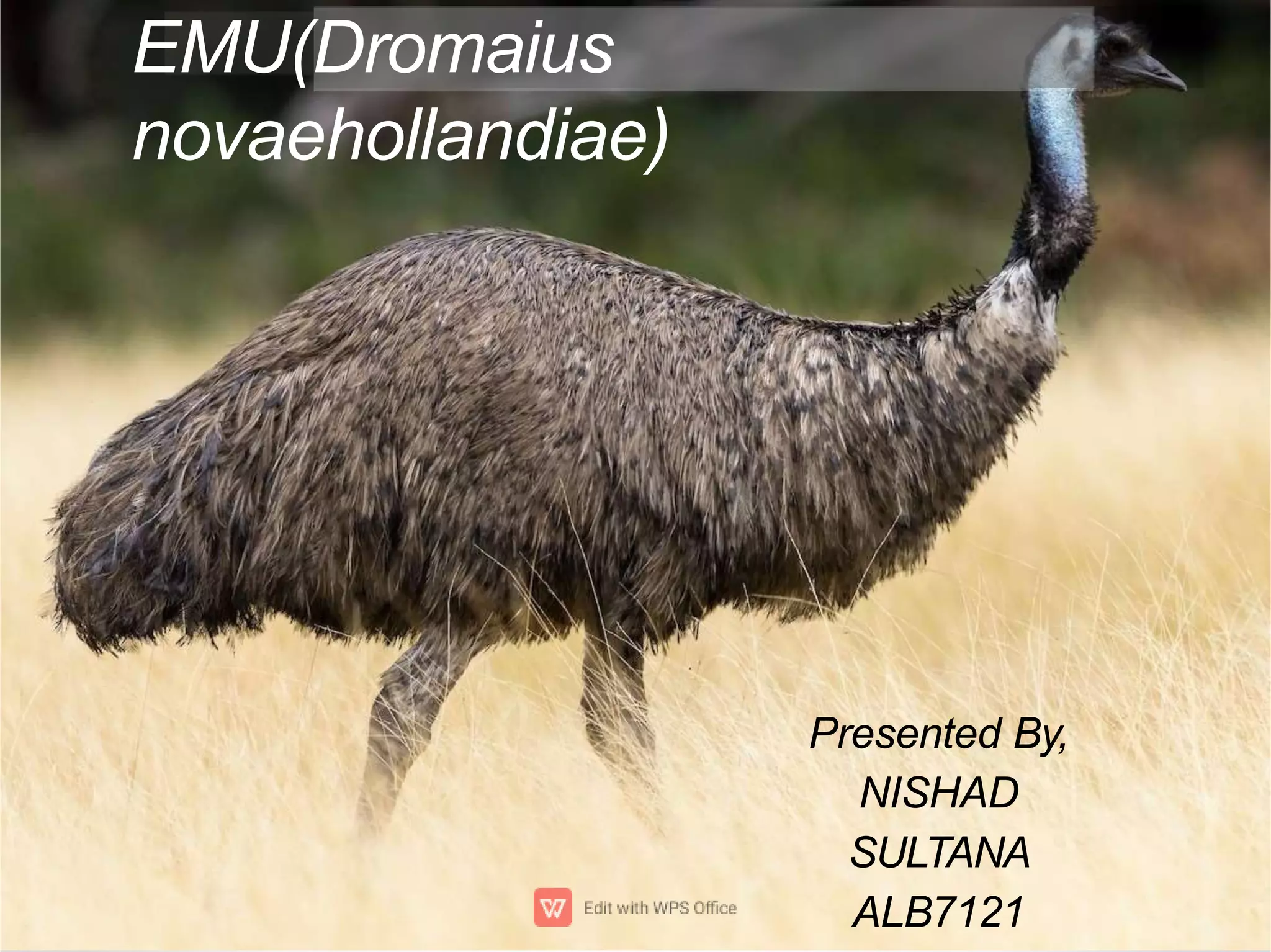 Emu Bird Production | PPTX