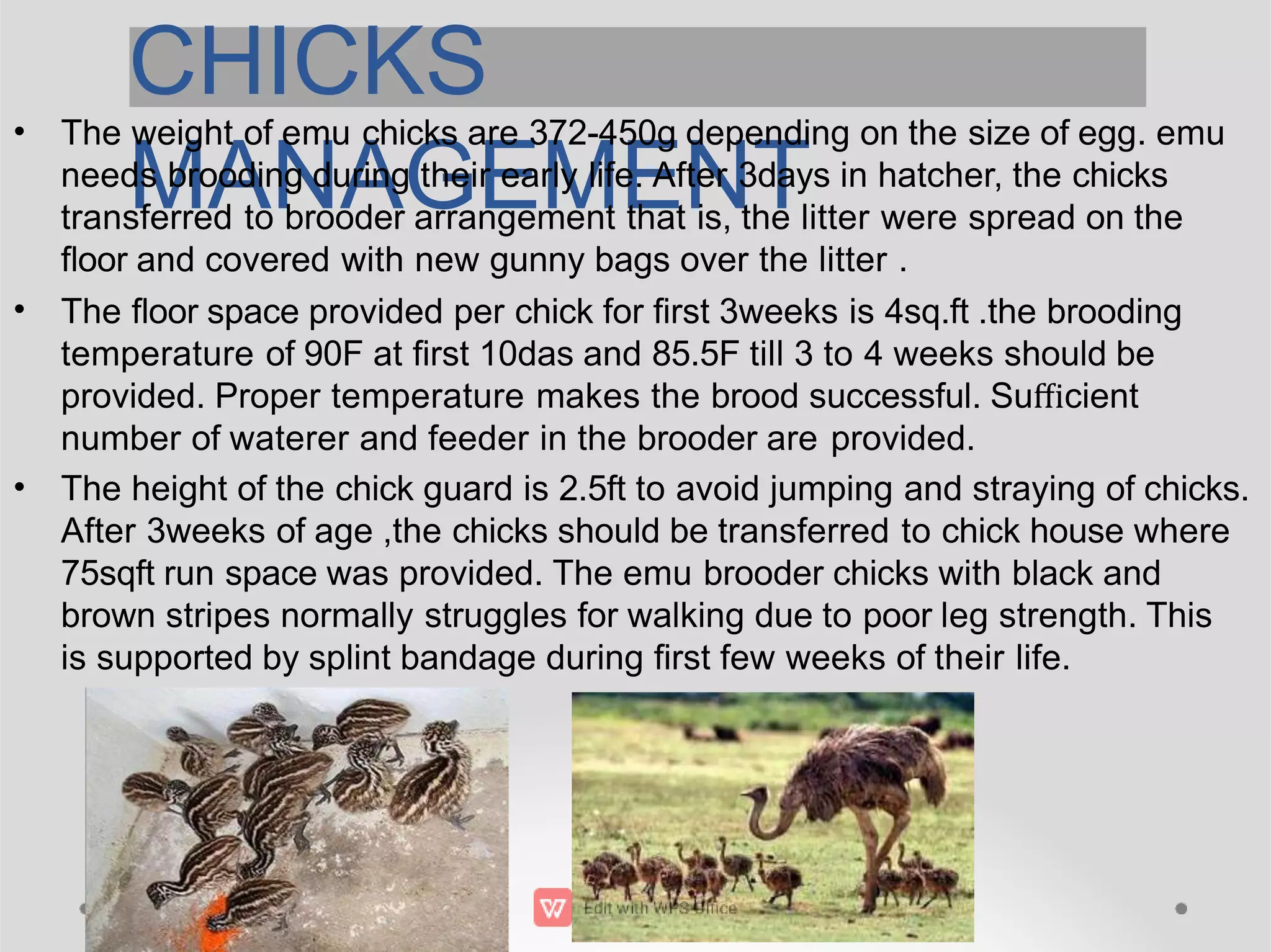 Emu Bird Production | PPTX