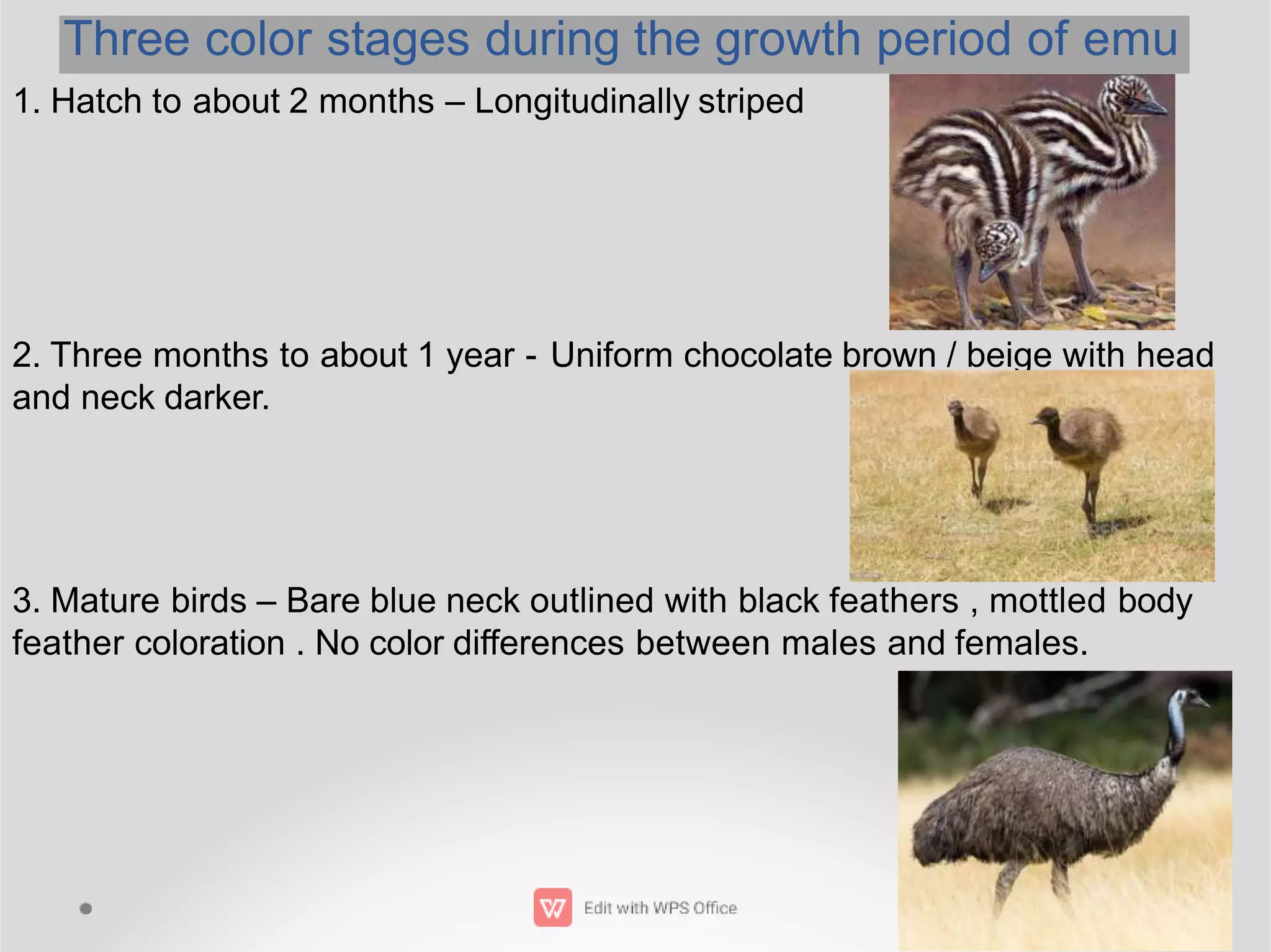 Emu Bird Production | PPTX
