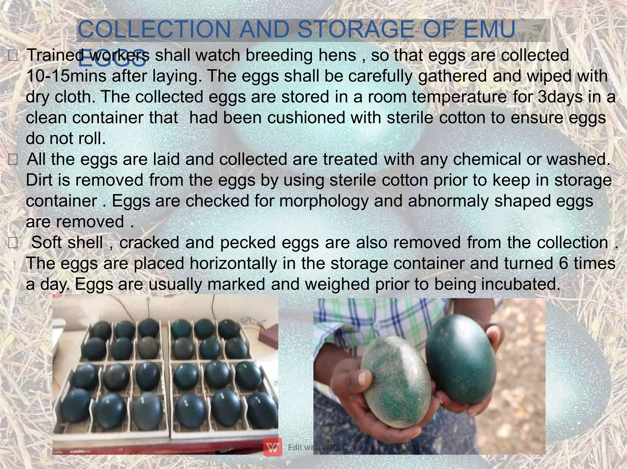 Emu Bird Production | PPTX