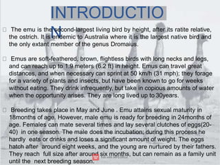 Emu Bird Production | PPTX