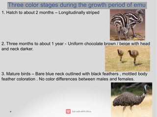 Emu Bird Production | PPTX