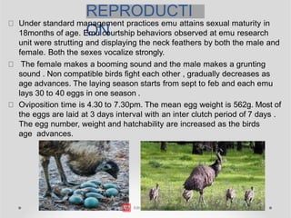 Emu Bird Production | PPTX