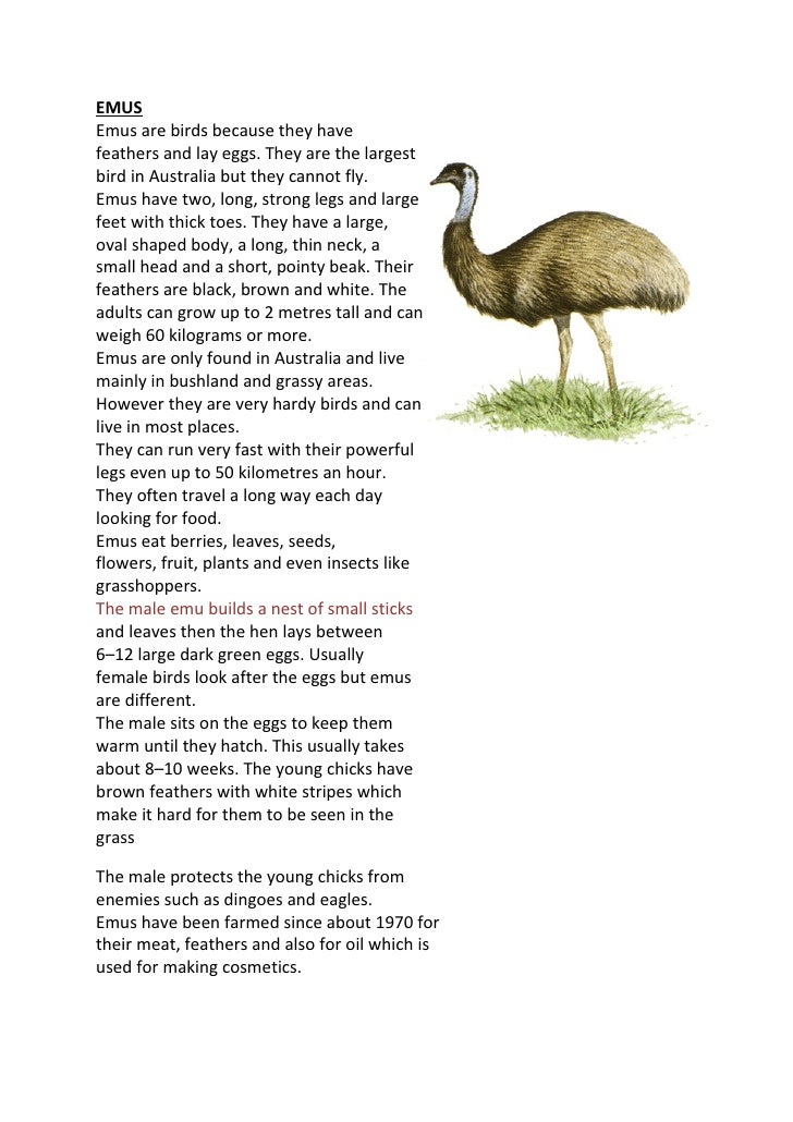 Emus Fact Sheet And Activity Worksheet