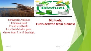 BIO FUEL PRODUCTION VIA AGRI WASTE | PPTX
