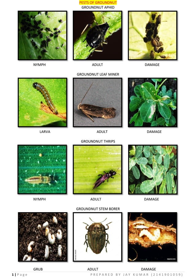 Images of pest of groundnut | PDF | Agriculture | Industries