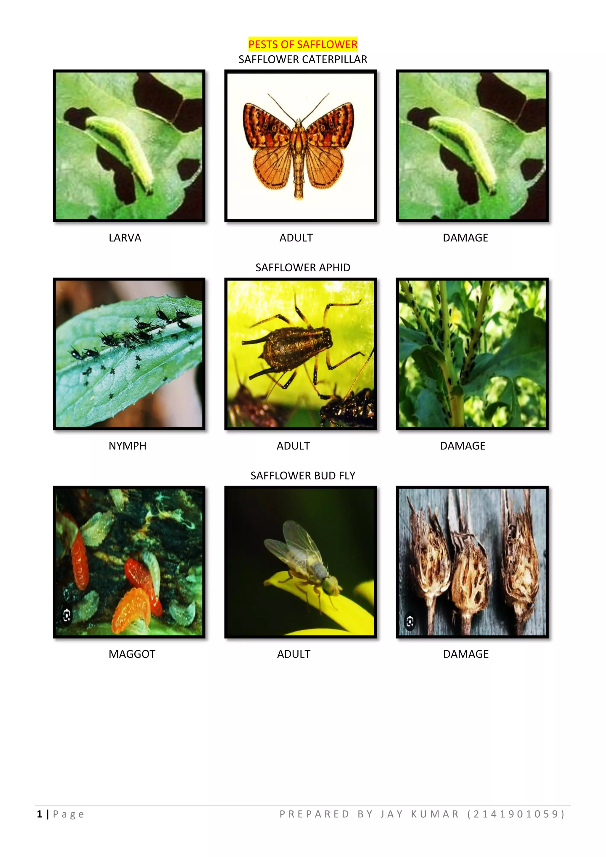 Images of pest of safflower | PDF