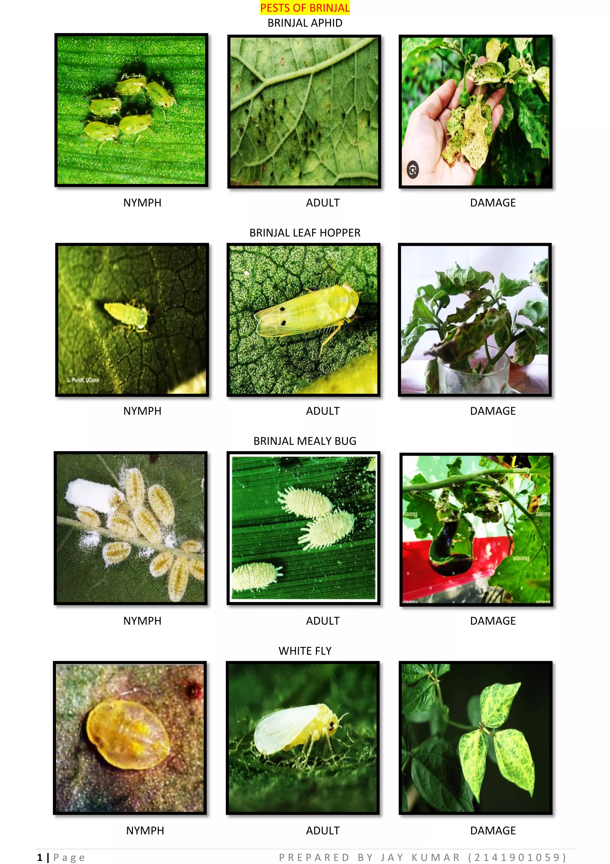 IMAGES OF PESTS OF BRINJAL | PDF