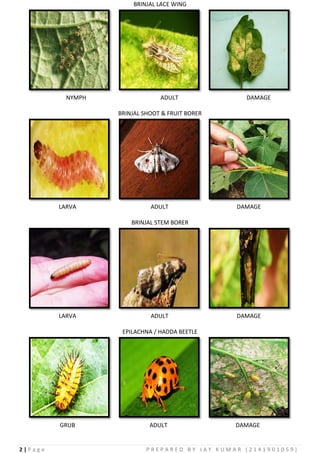 IMAGES OF PESTS OF BRINJAL | PDF