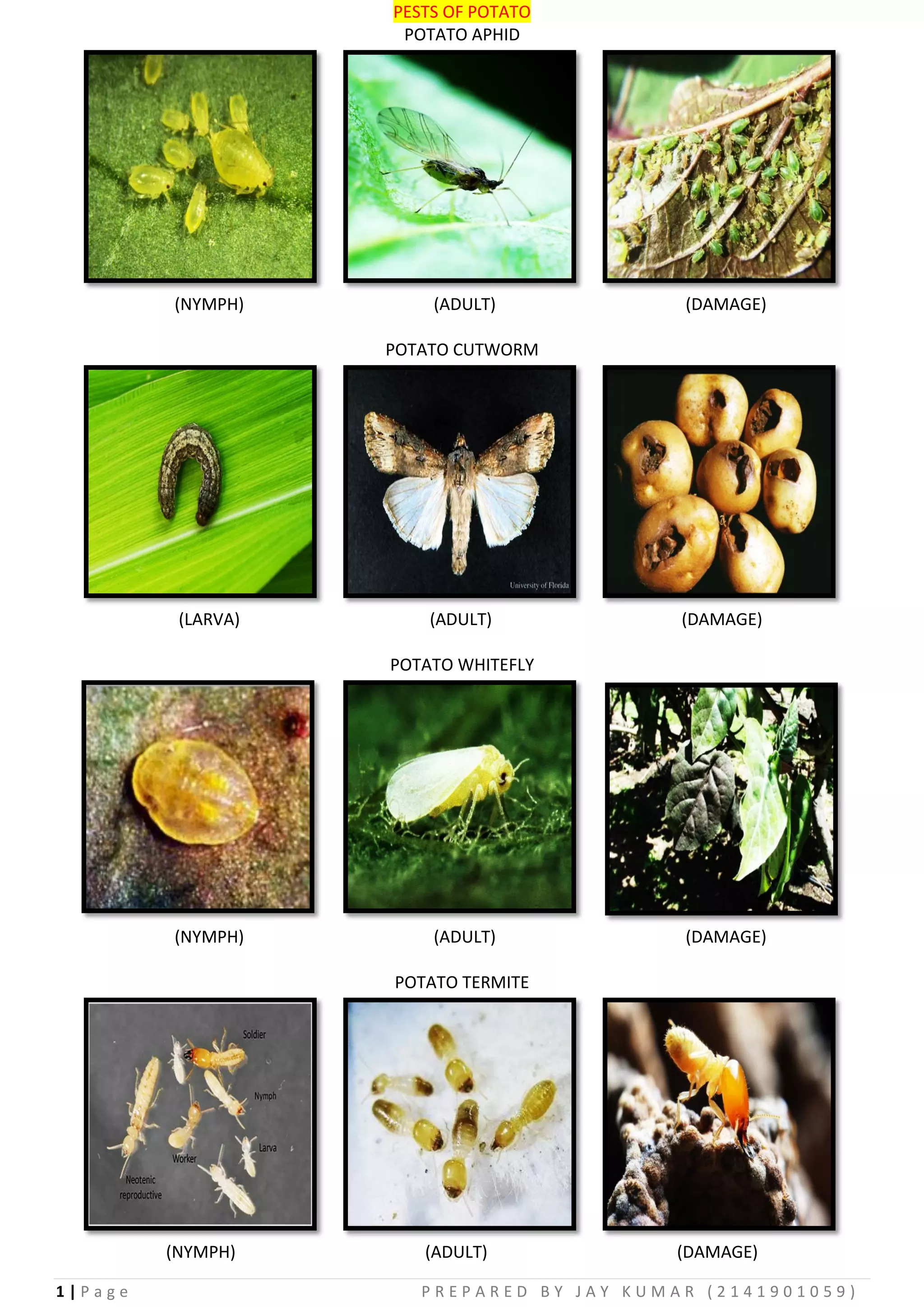 IMAGES OF PESTS OF POTATO | PDF