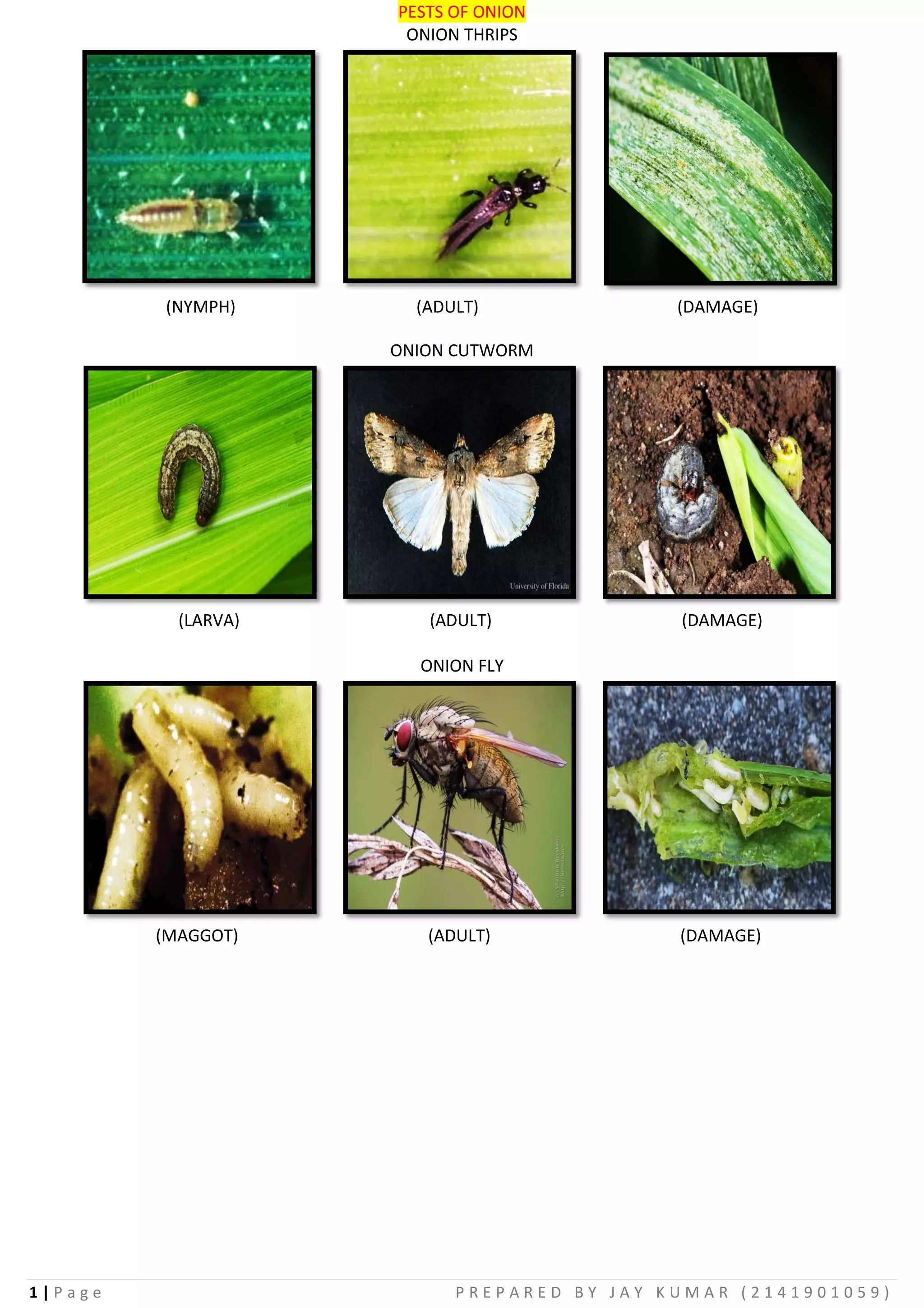 IMAGES OF PESTS OF ONION | PDF