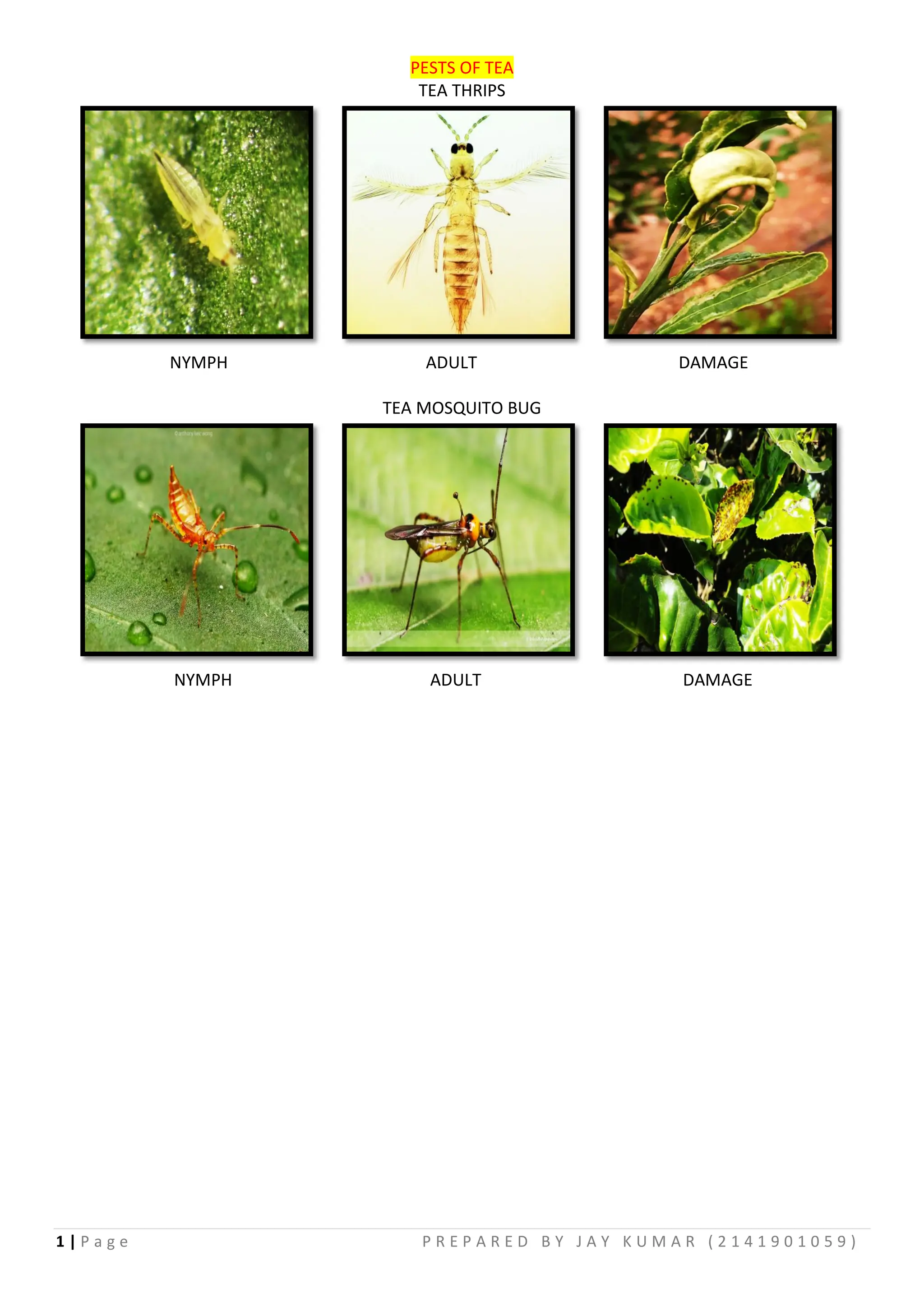 IMAGES OF PEST OF TEAS | PDF