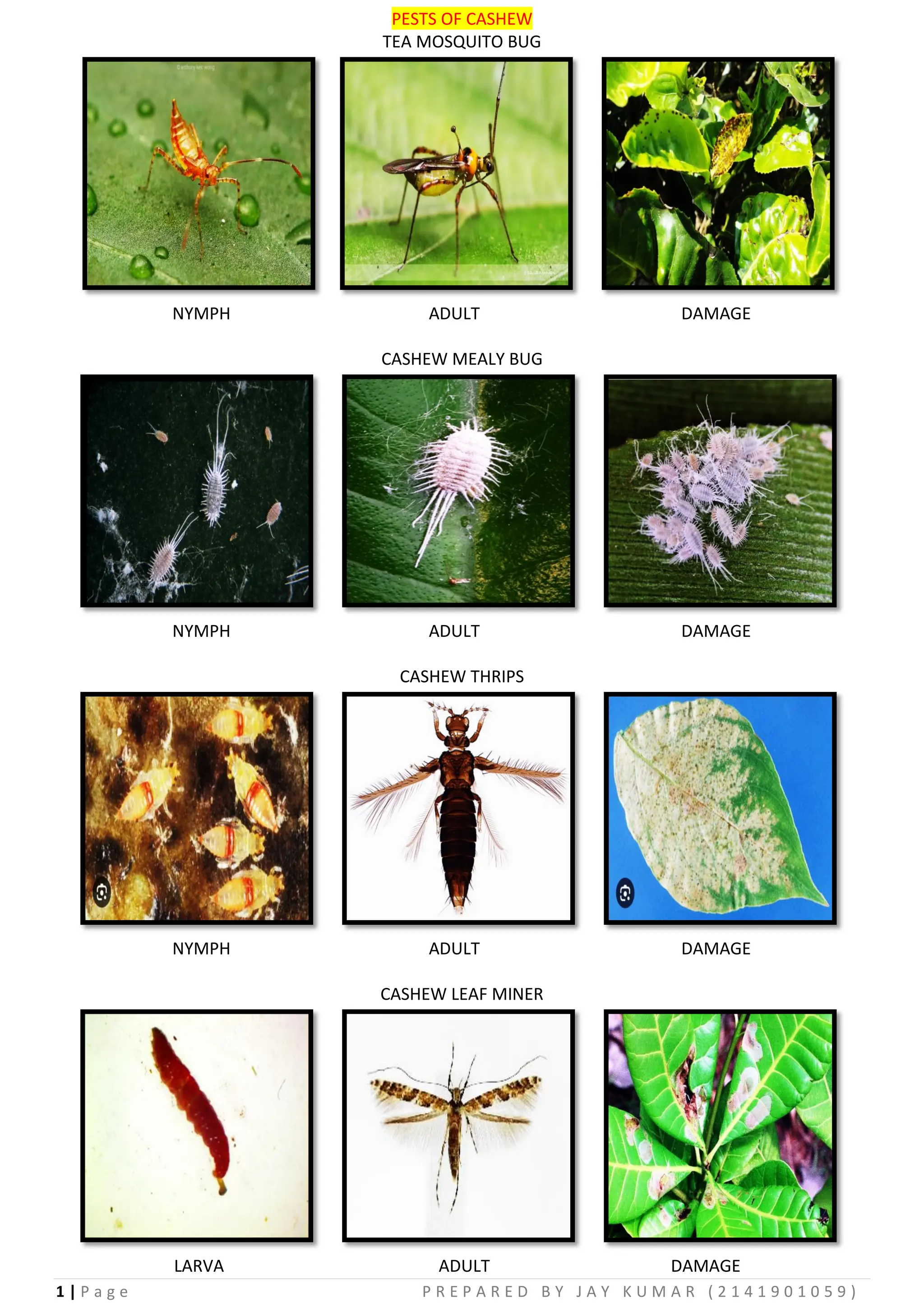 IMAGES OF PESTS OF CASHEW | PDF