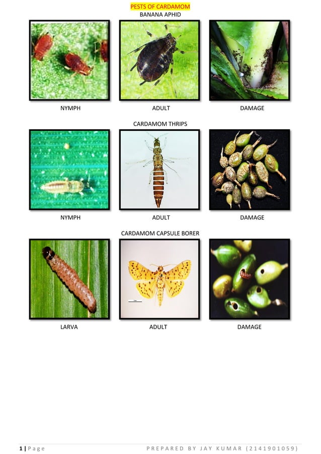 IMAGES OF PESTS OF CARDAMOM | PDF