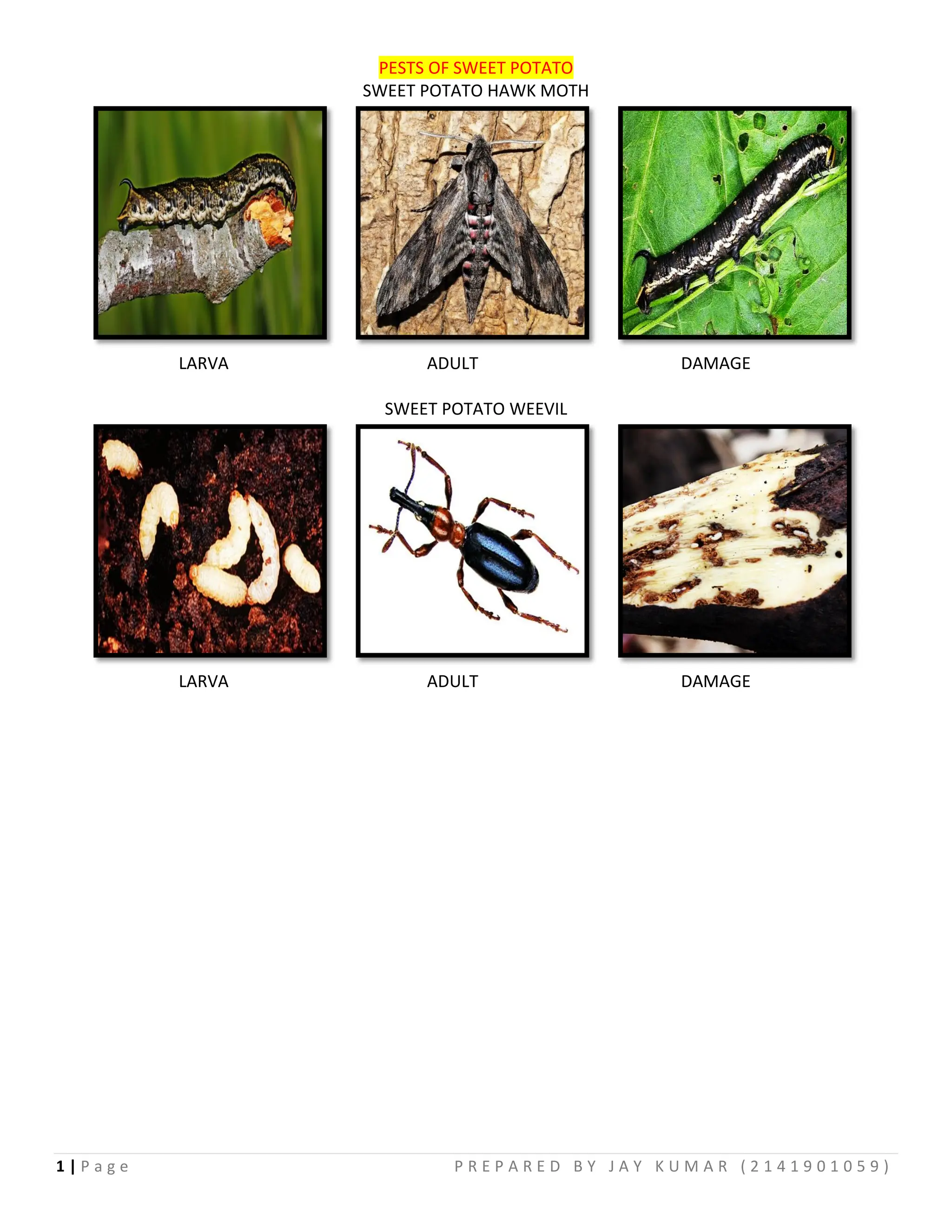 IMAGES OF PESTS OF SWEET POTATO | PDF