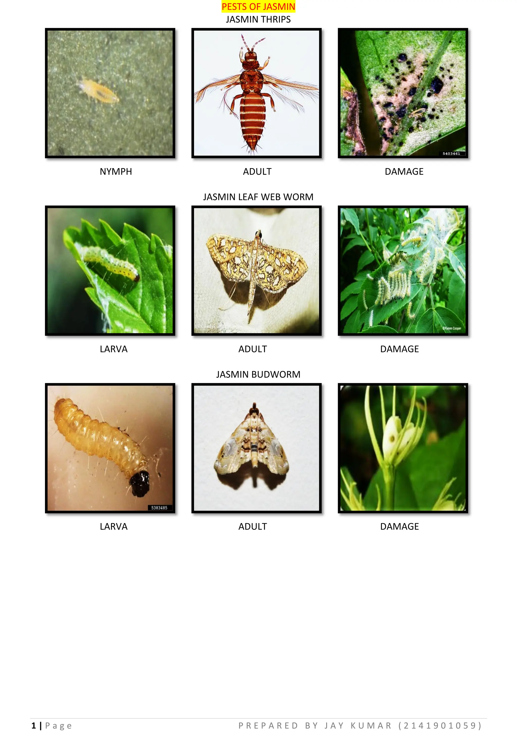IMAGES OF PEST OF JASMIN | PDF