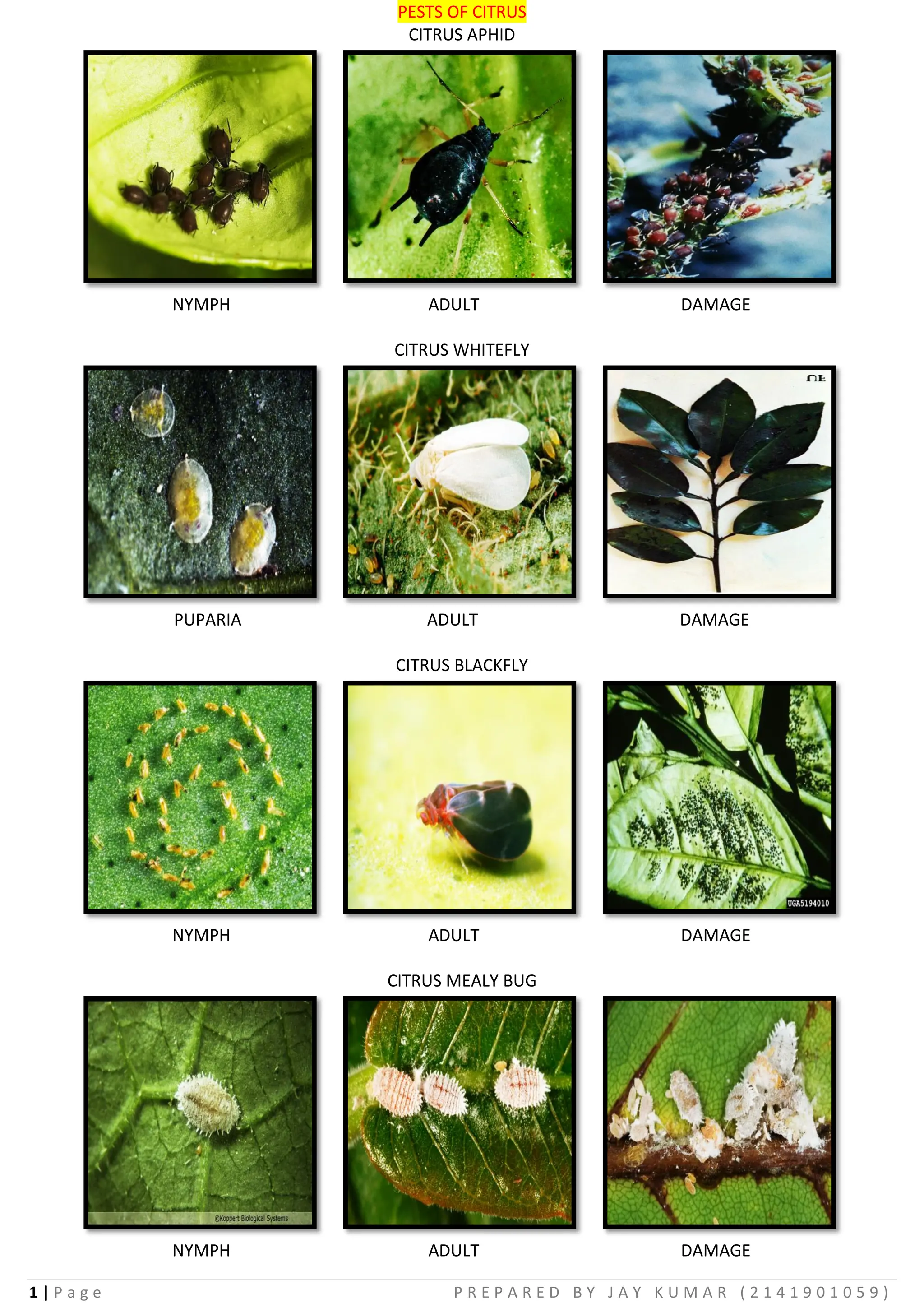 IMAGES OF PESTS OF CITRUS | PDF