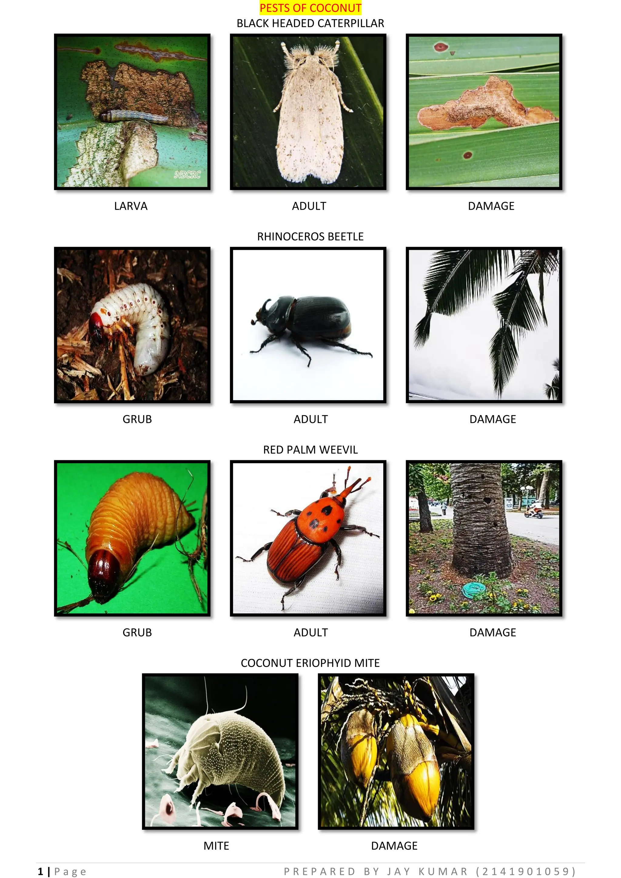 IMAGES OF PEST OF COCONUT | PDF